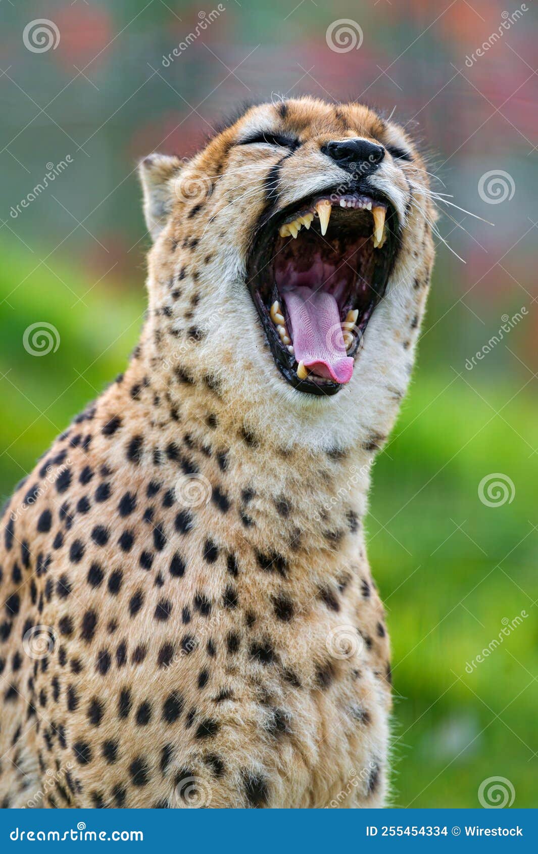 Wild Cheetah is Roaring Against Blurred Background Stock Photo - Image ...