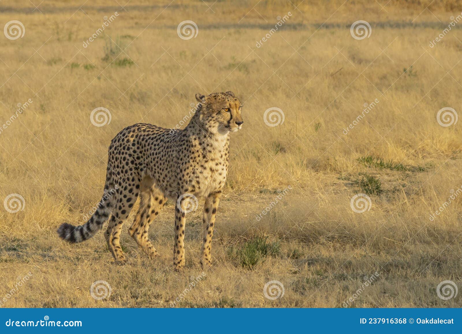 Wild Cheetah Standing in the Sun Stock Photo - Image of environment ...