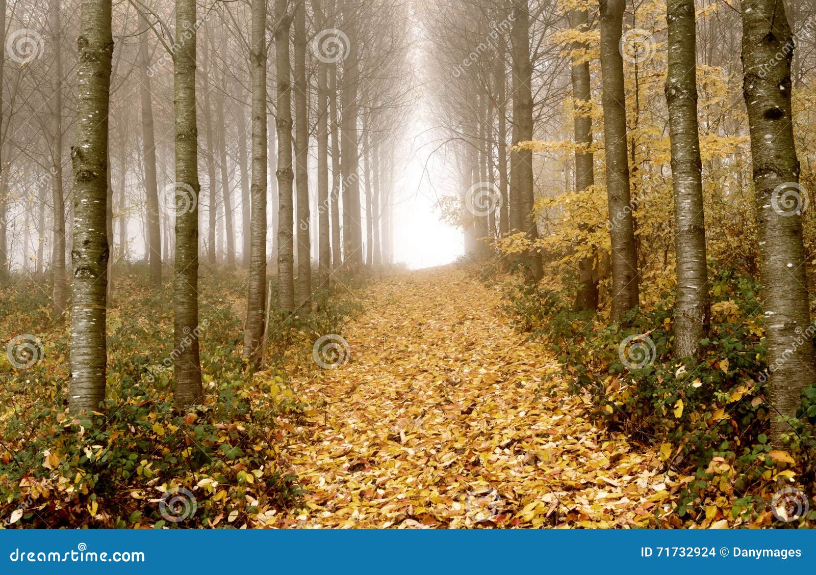 Wild cherries tree stock photo. Image of countryside - 71732924