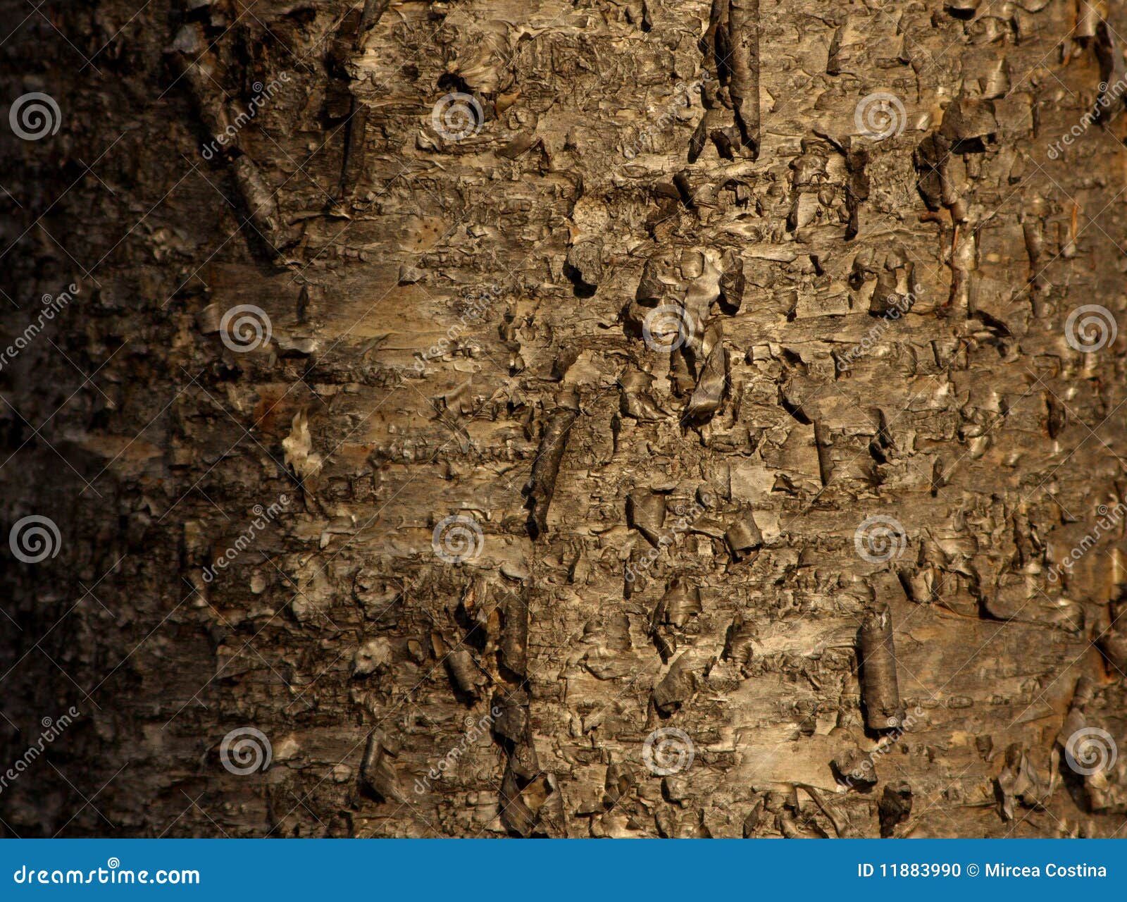 Wild cherry bark stock photo. Image of single, prunus - 11883990
