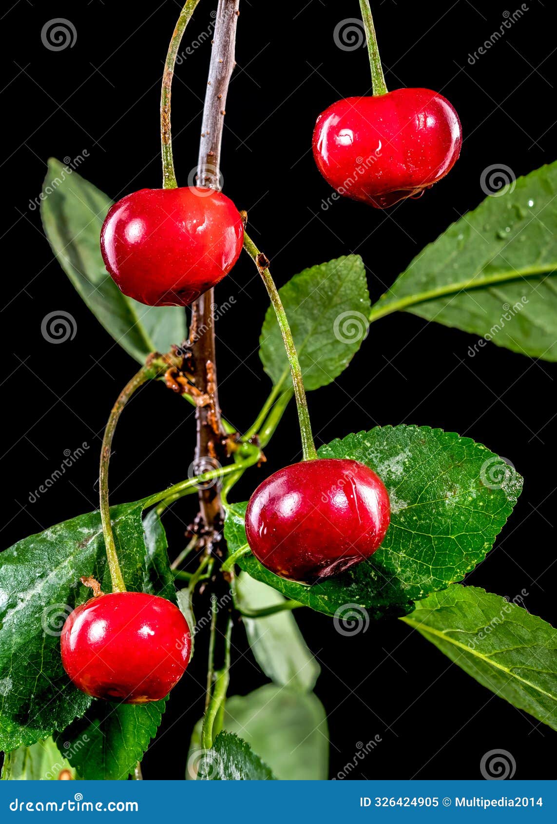 Wild Cherry on a Black Background Stock Image - Image of flowering ...