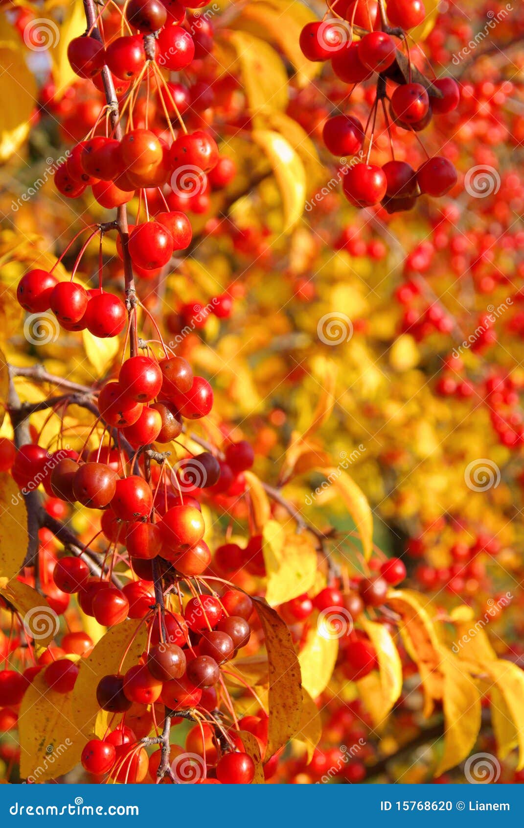 Wild cherry in fall stock photo. Image of autumn, wild - 15768620