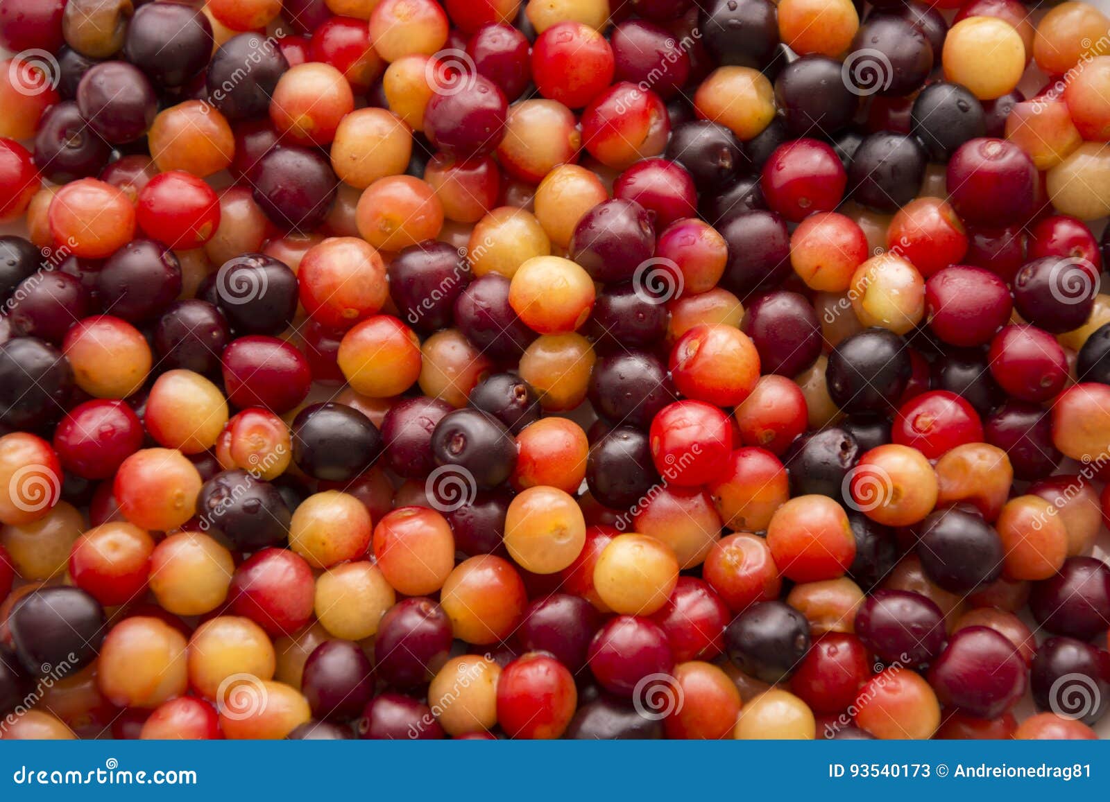 Wild Cherry Fruit , Organic Cherries Stock Image - Image of nature ...