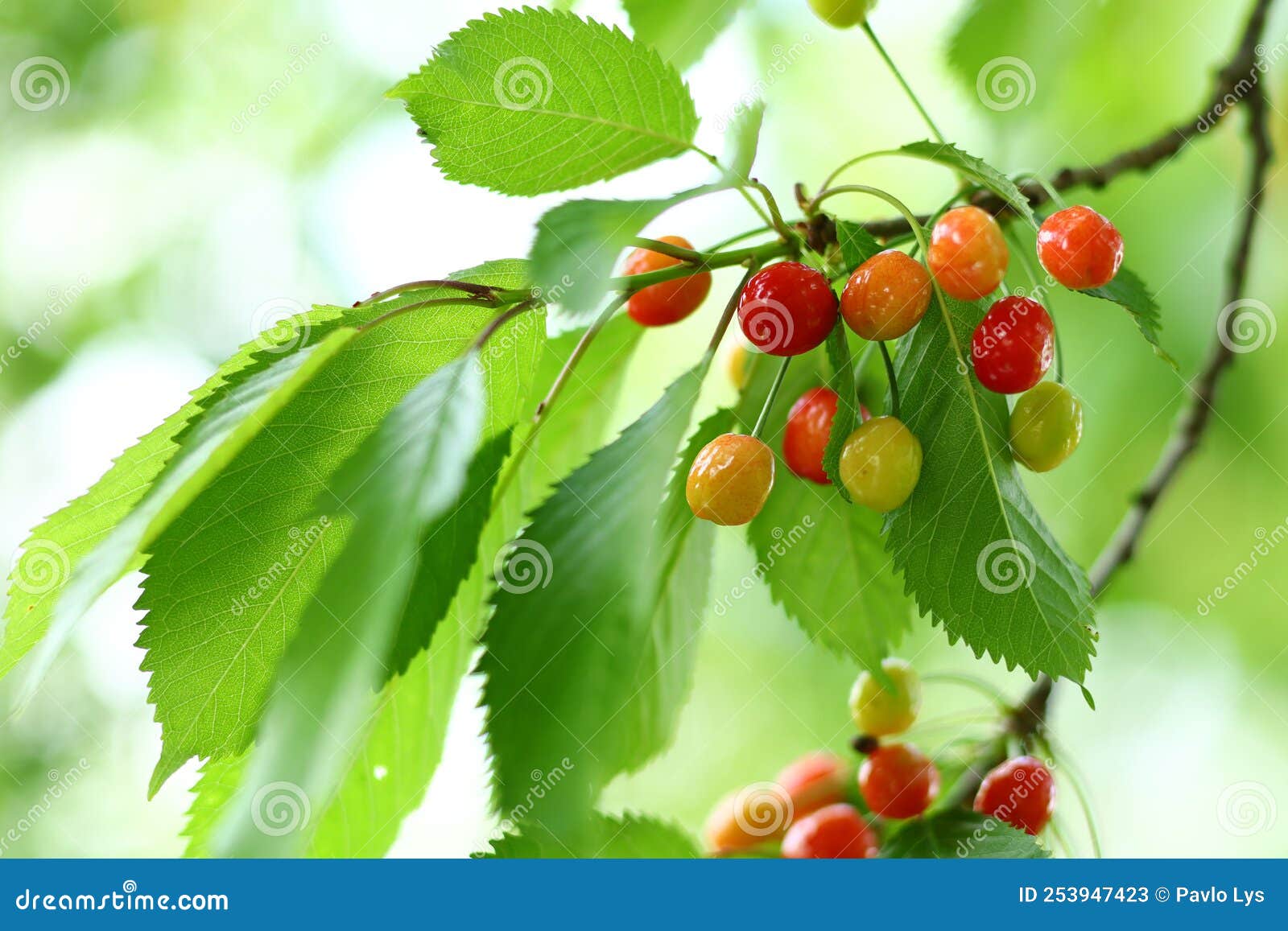 Wild cherry grow on a tree stock image. Image of closeup - 253947423