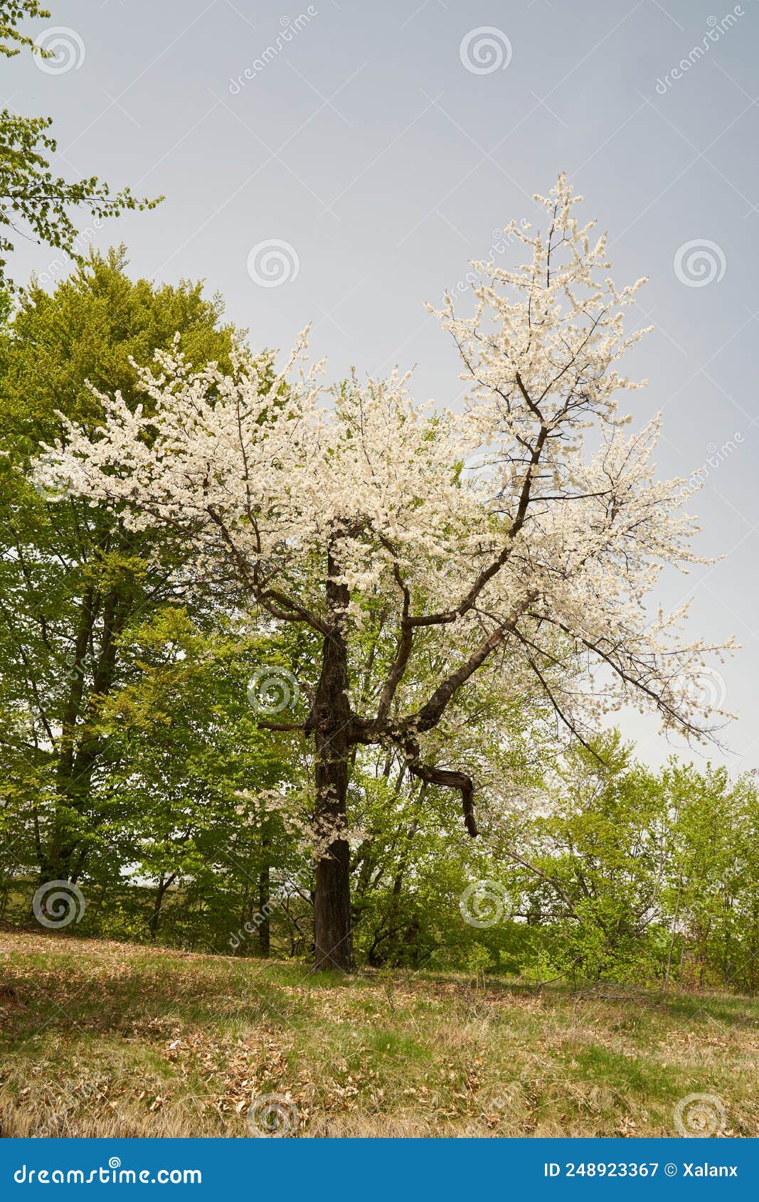 Wild cherry tree blossom stock image. Image of colorful - 248923367
