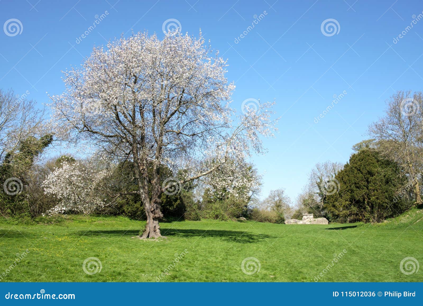 A Wild Cherry Tree stock photo. Image of white, countryside - 115012036