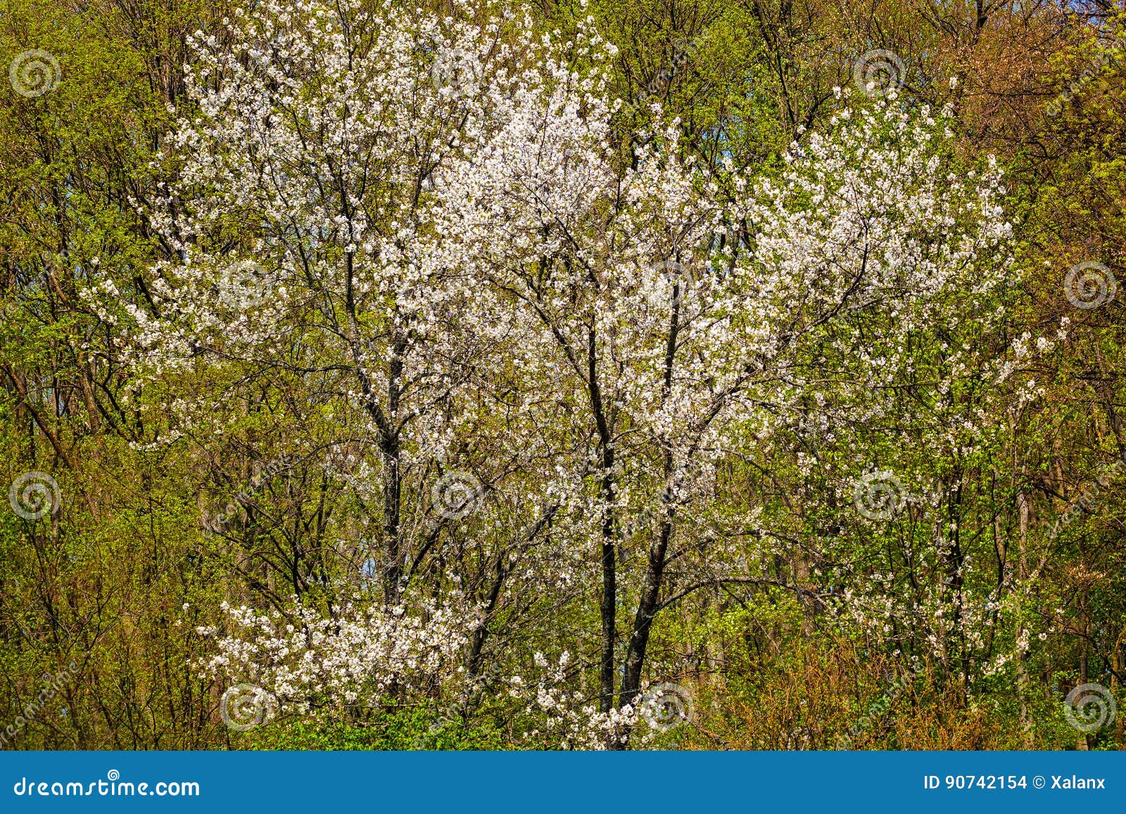Wild Cherry Trees in a Beech Forest Stock Photo - Image of bush, nature ...