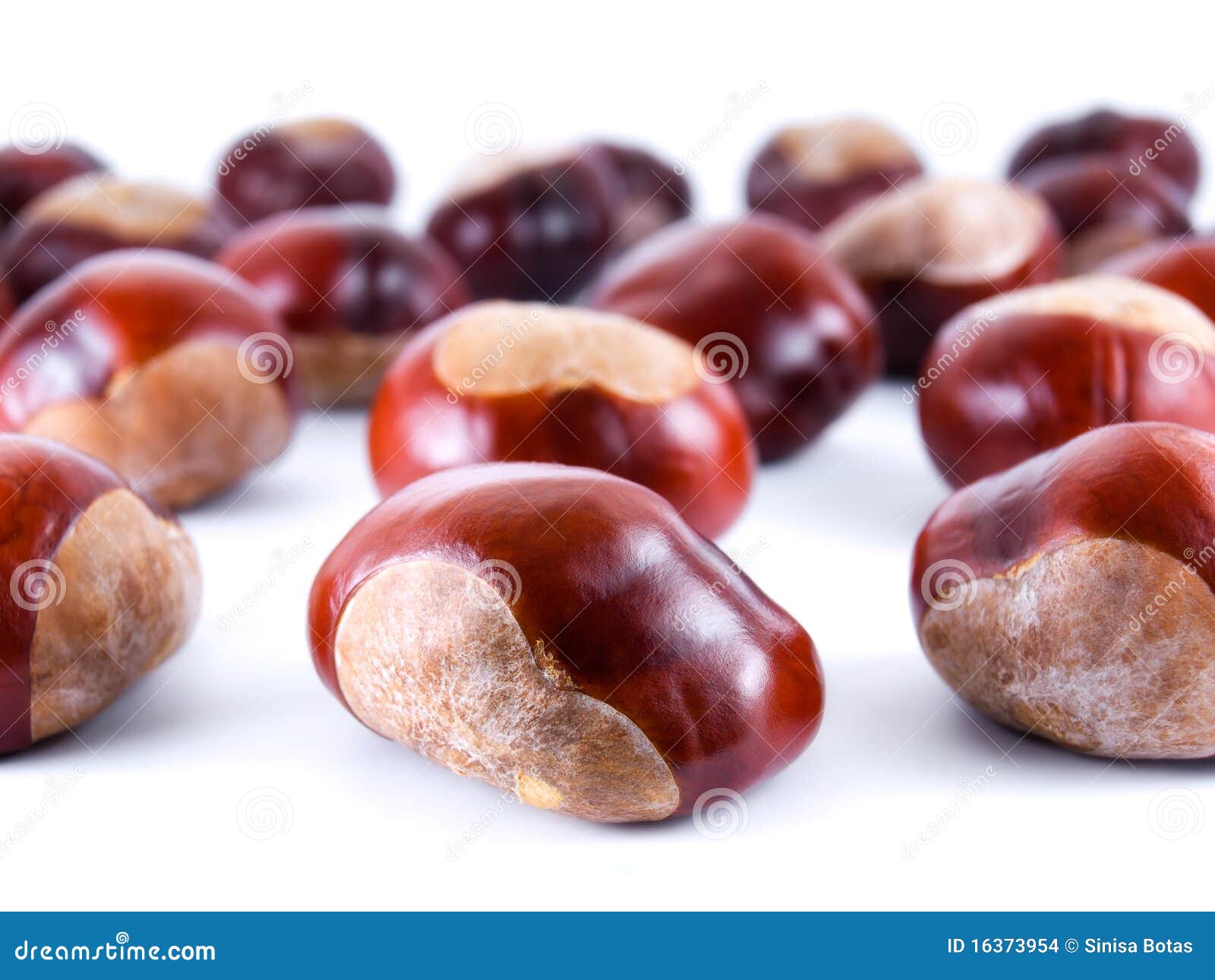 Wild chestnusts stock photo. Image of white, season, forest - 16373954