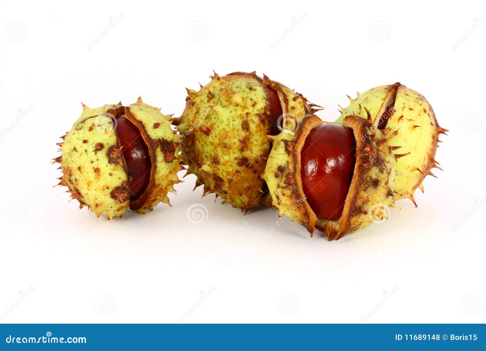Wild chestnut stock photo. Image of plant, prickle, closeup - 11689148