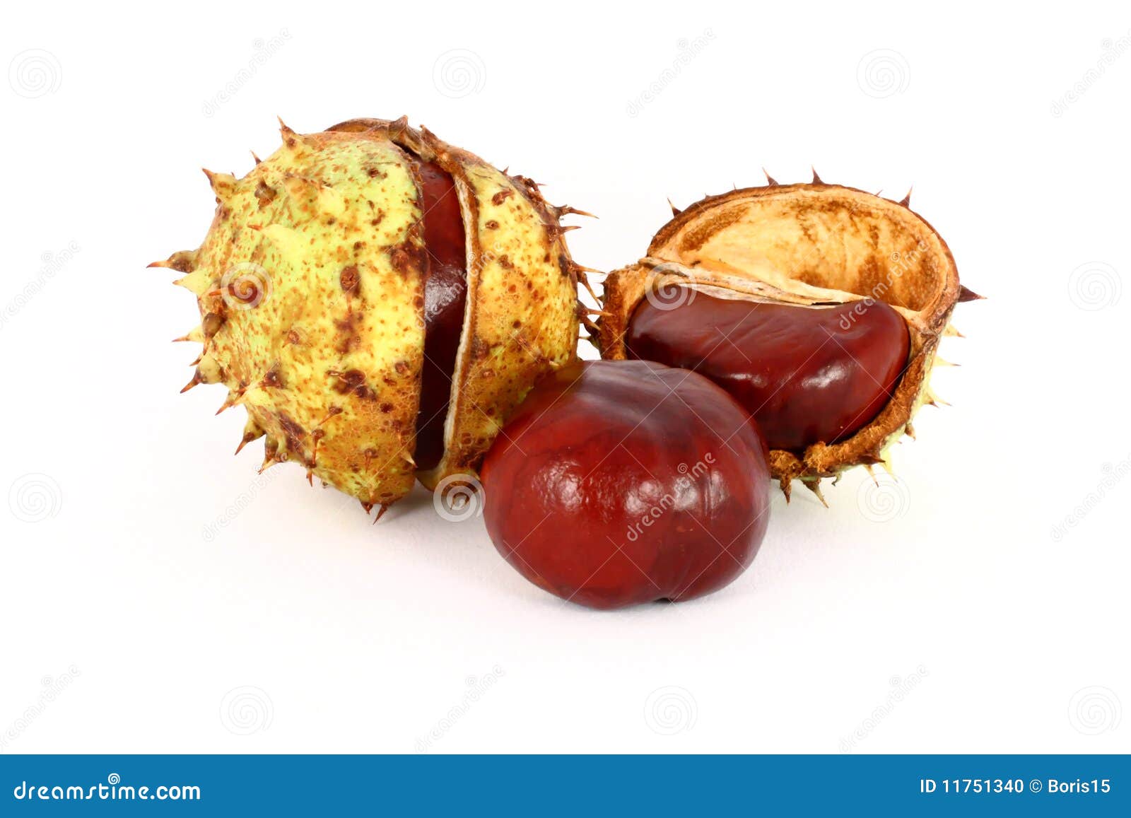 Wild chestnut stock photo. Image of fall, shell, nuts - 11751340
