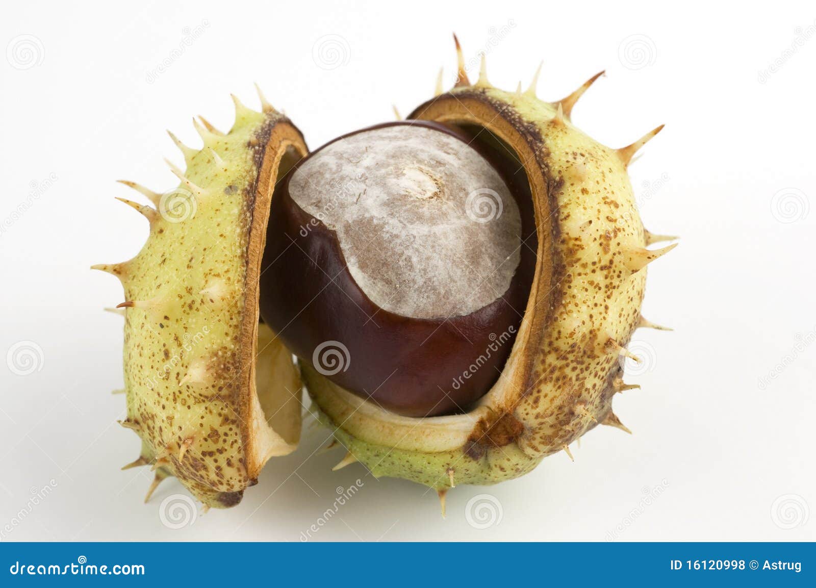 Wild chestnut stock photo. Image of kernel, brown, full - 16120998