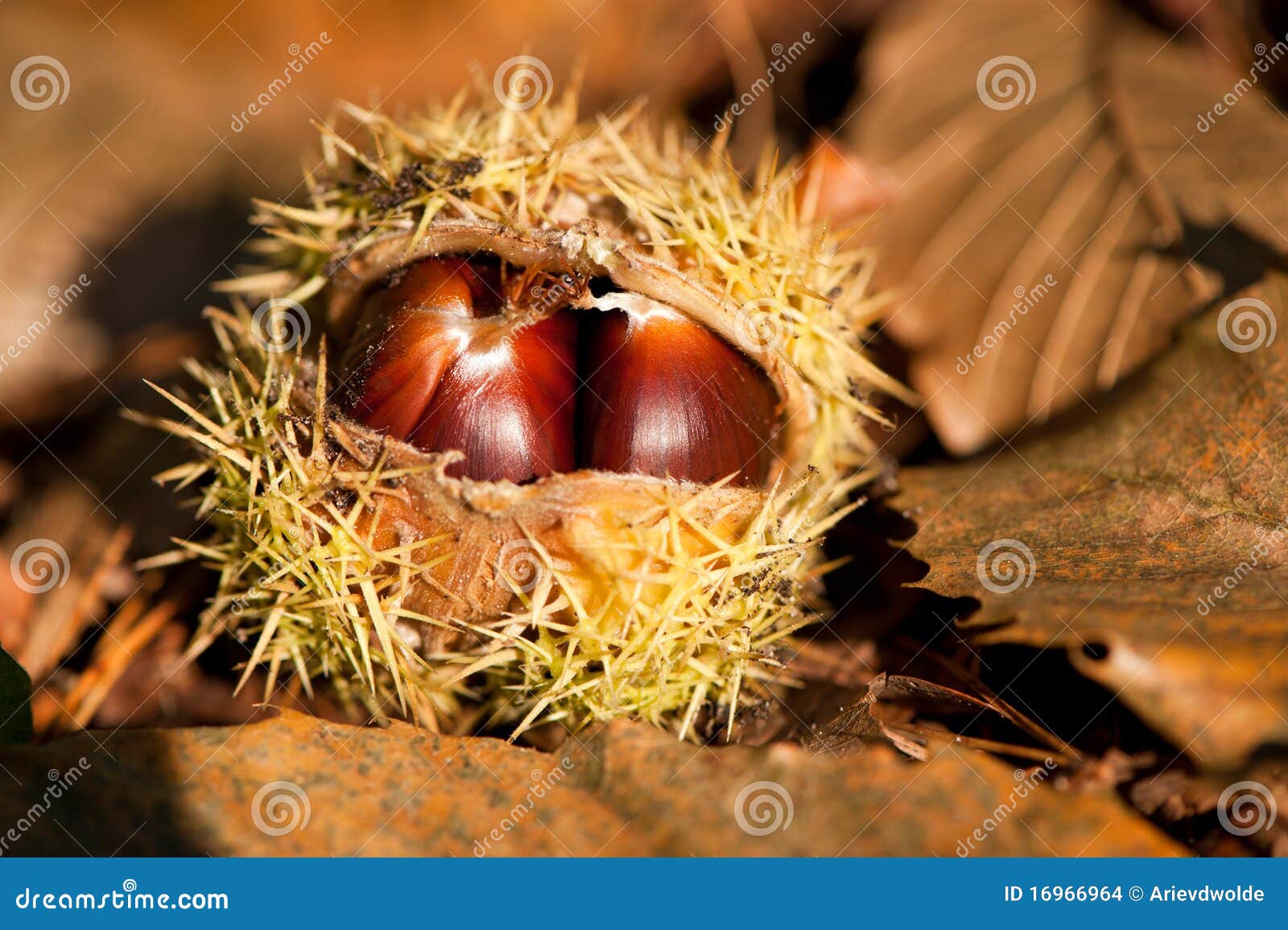 Wild chestnut stock photo. Image of husk, isolated, edible - 16966964