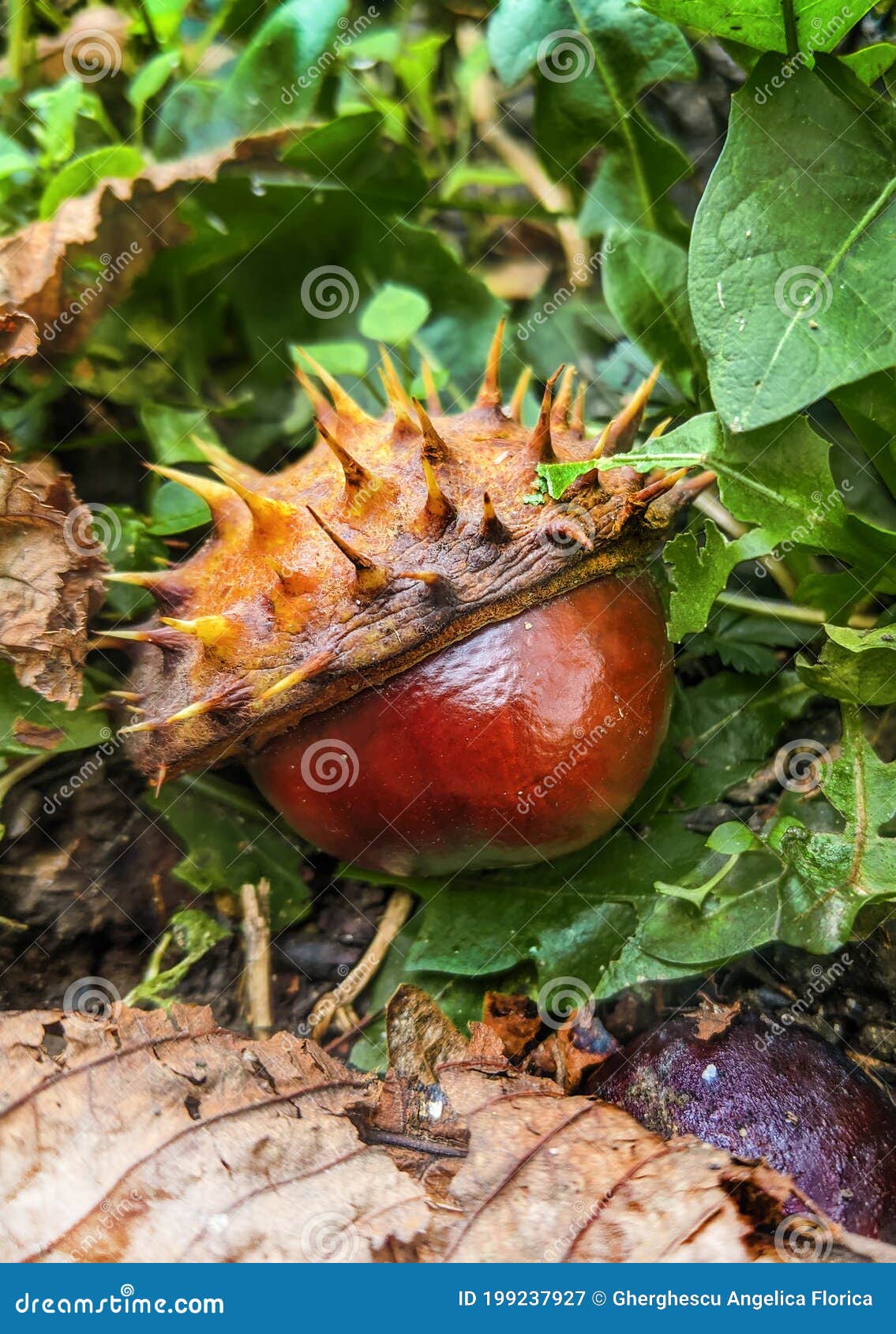 Wild Chestnut - Aesculus Hippocastanum Lin. Stock Image - Image of ...