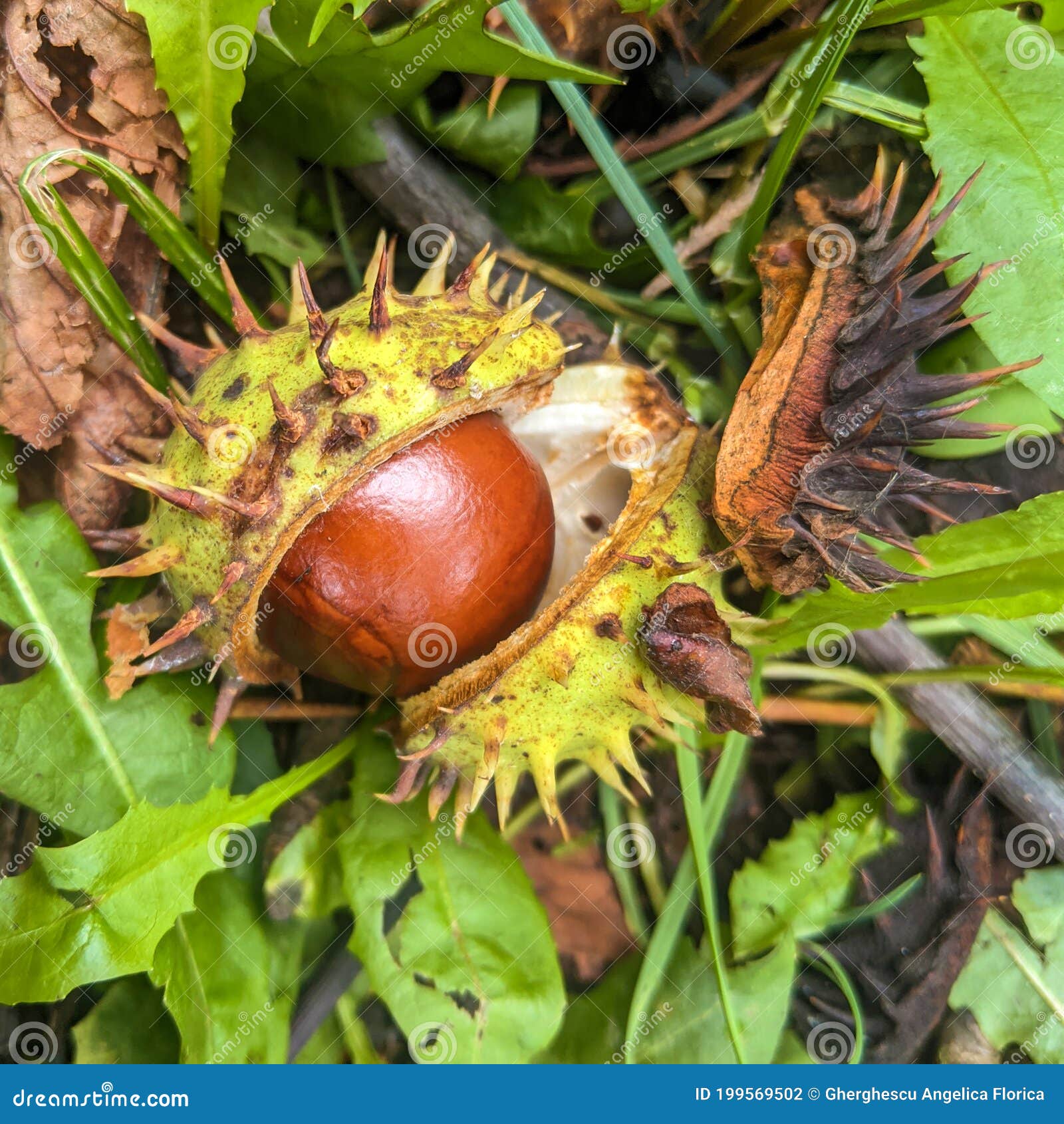 Aesculus Hippocastanum Horse Chestnut Tree In Bloom, Group Of White ...