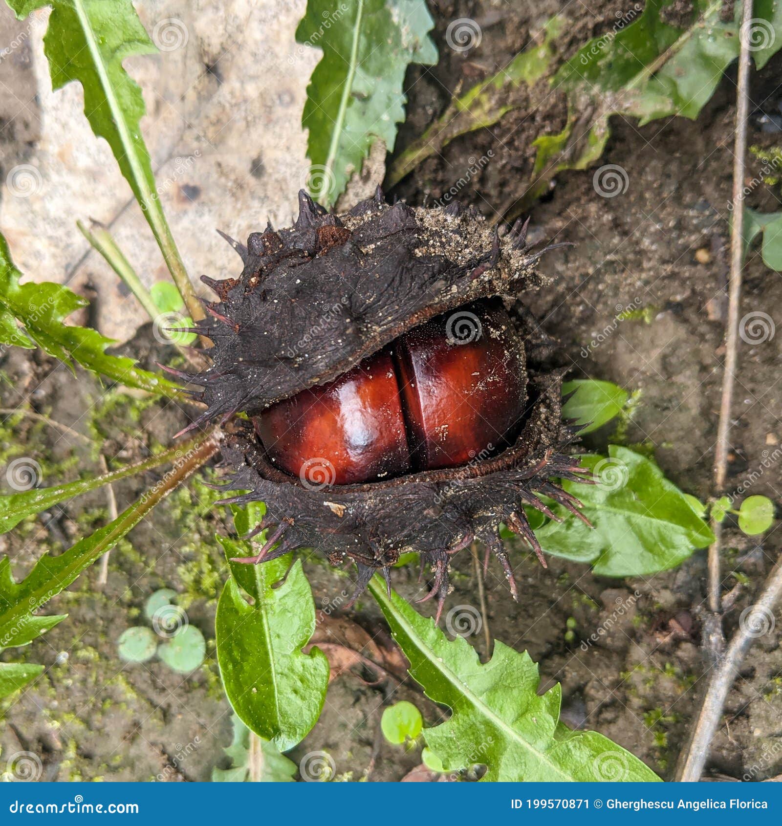 Wild Chestnut - Aesculus Hippocastanum Lin. Stock Image - Image of ...