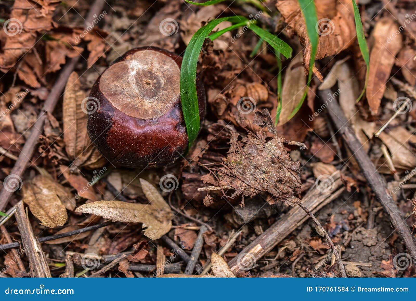 Wild Chestnut Autumn Look and Beautiful Foliage Stock Photo - Image of ...