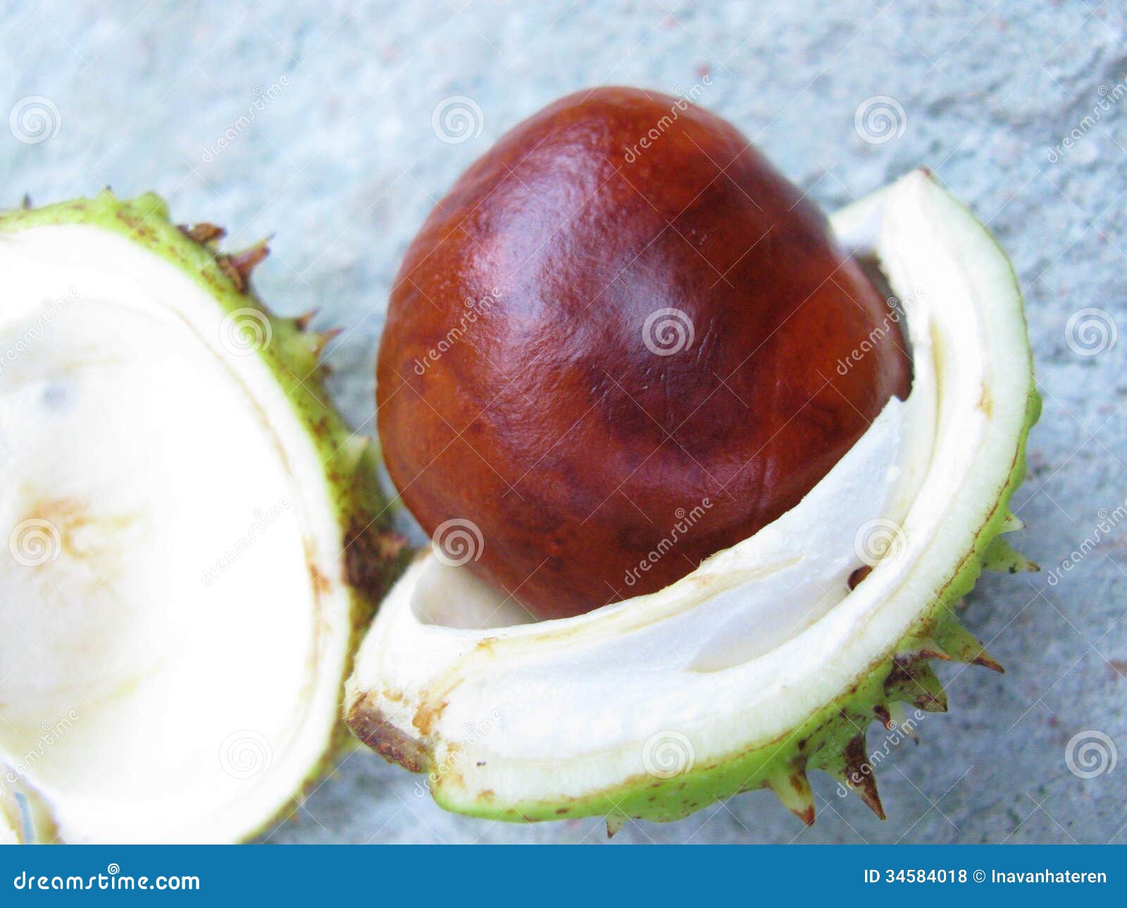 Wild chestnut fruit stock photo. Image of gloss, horse - 34584018
