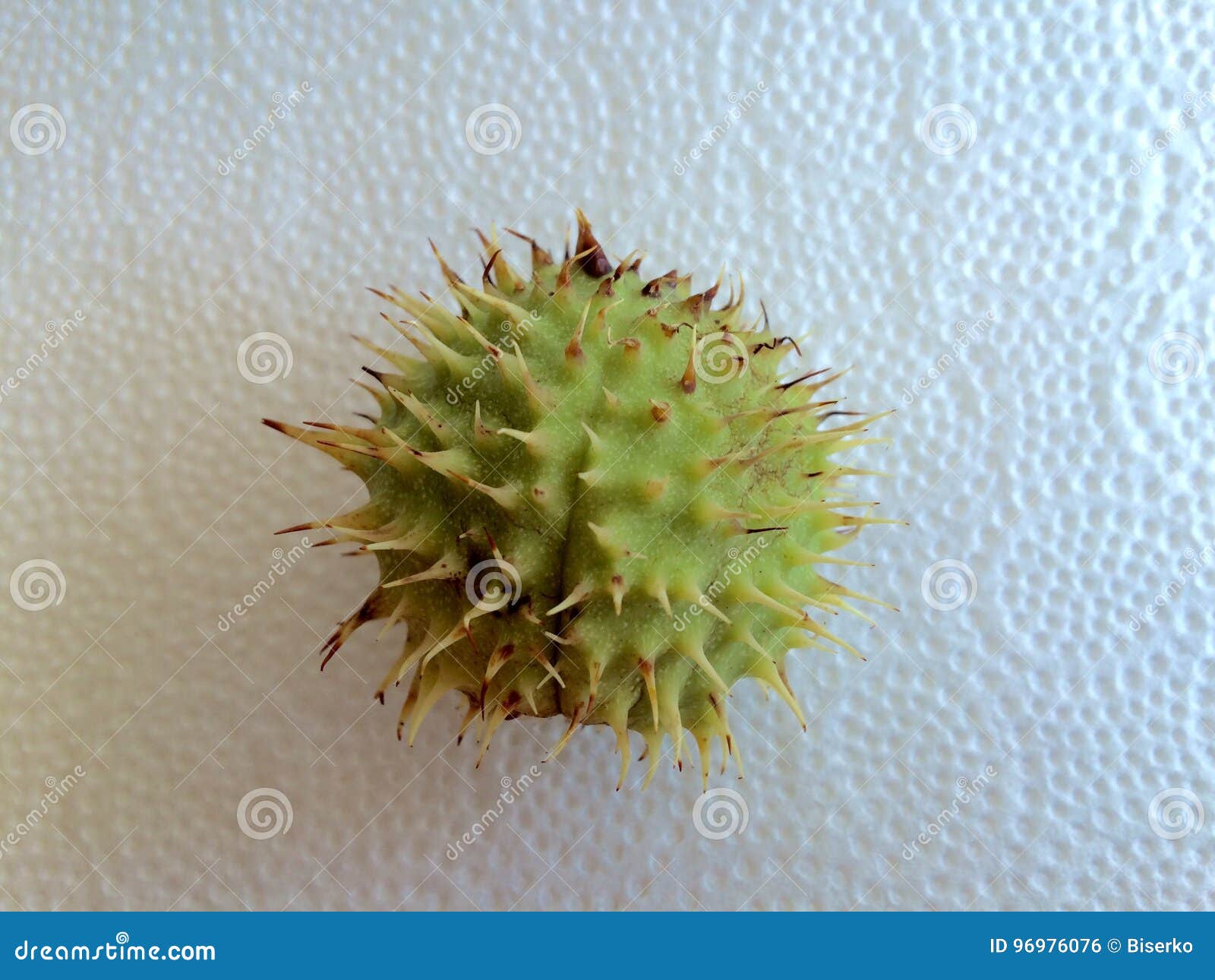 Wild chestnut stock photo. Image of wild, shell, autumn - 96976076