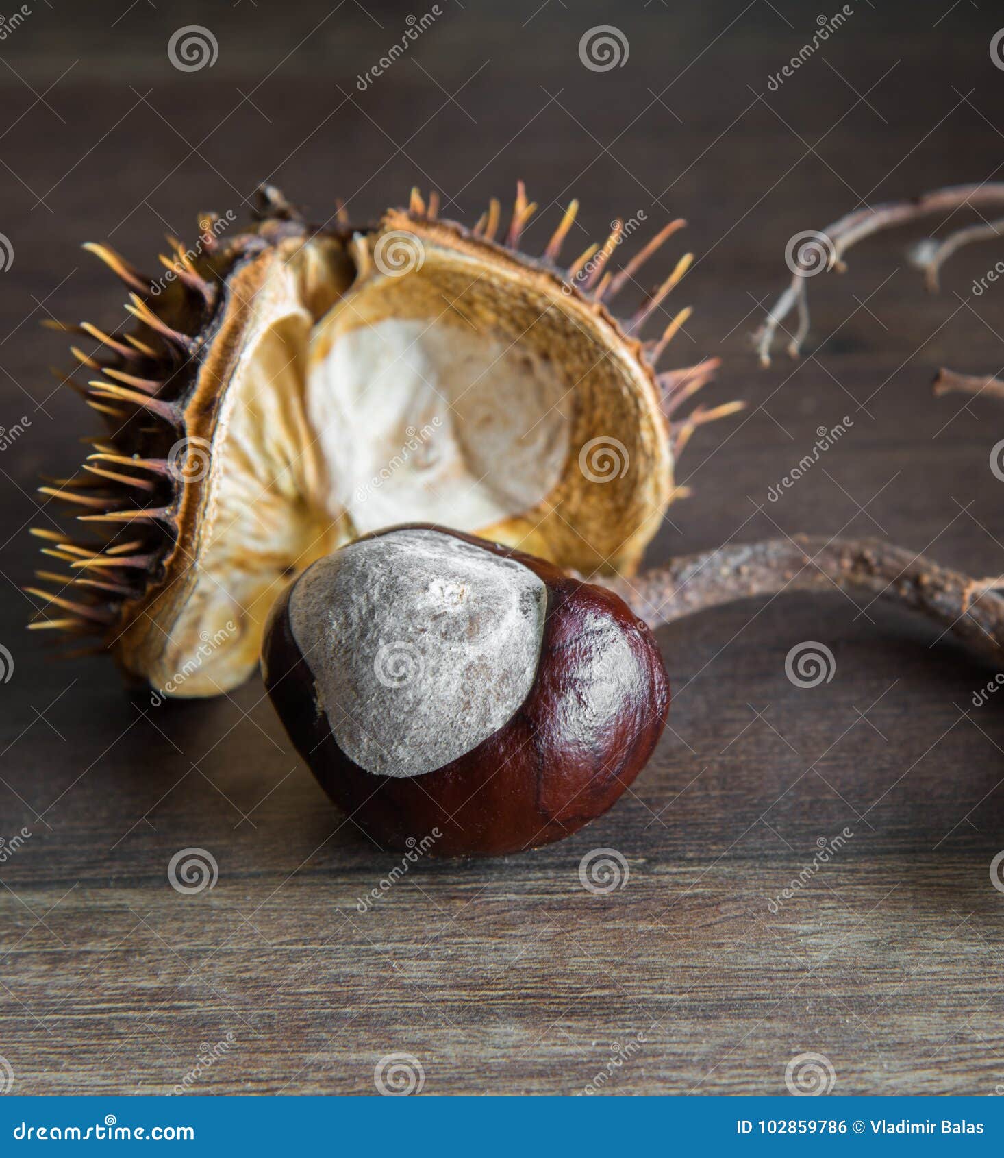 Wild chestnut in a shell stock photo. Image of shell - 102859786