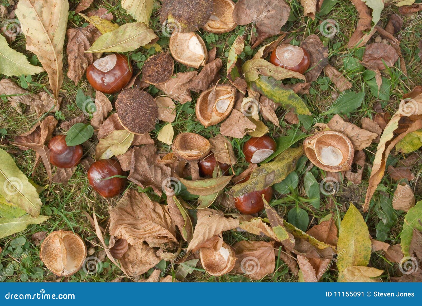 Wild Chestnuts stock image. Image of natural, chestnut - 11155091