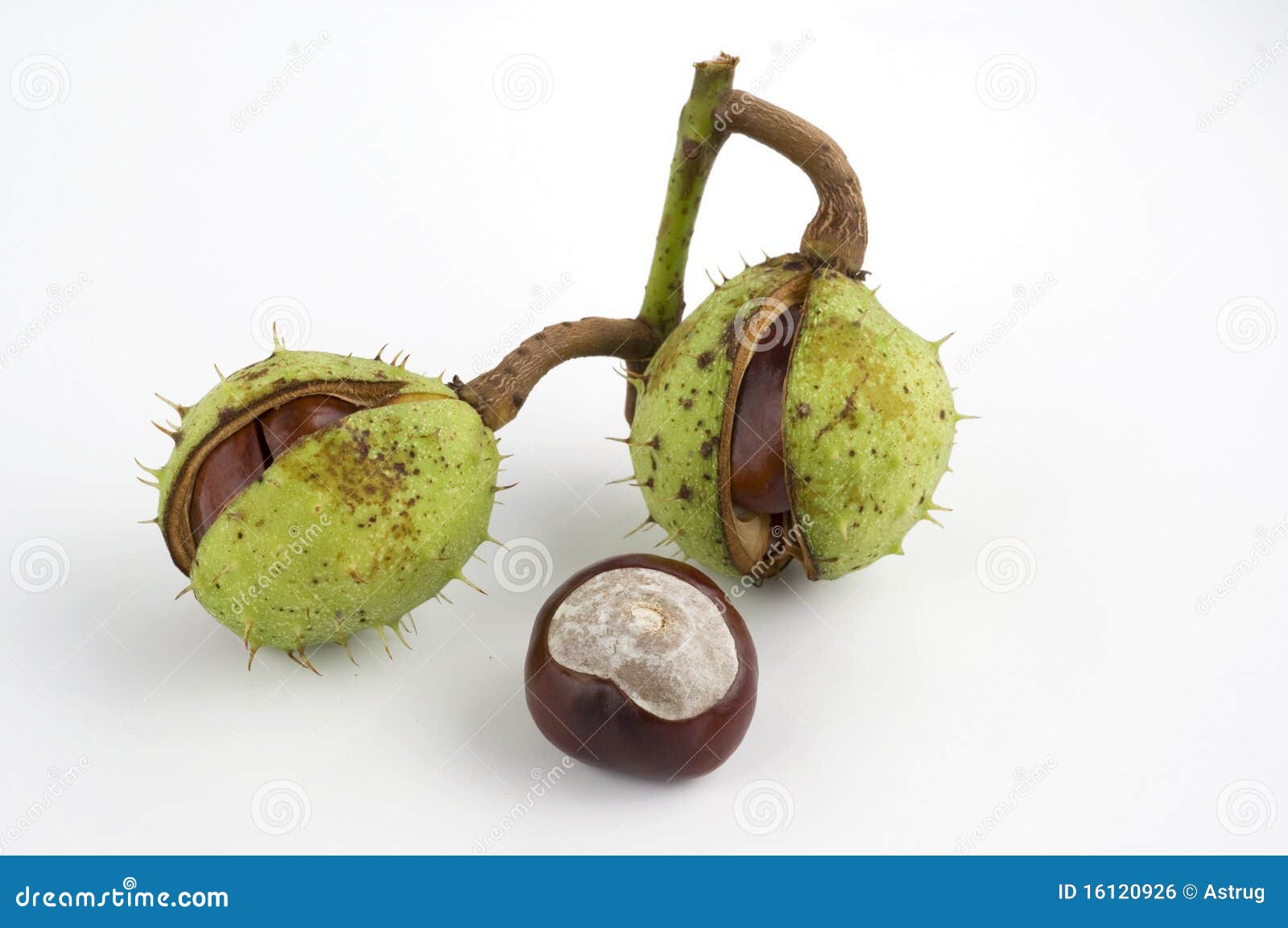 Wild chestnuts stock photo. Image of green, brown, core - 16120926