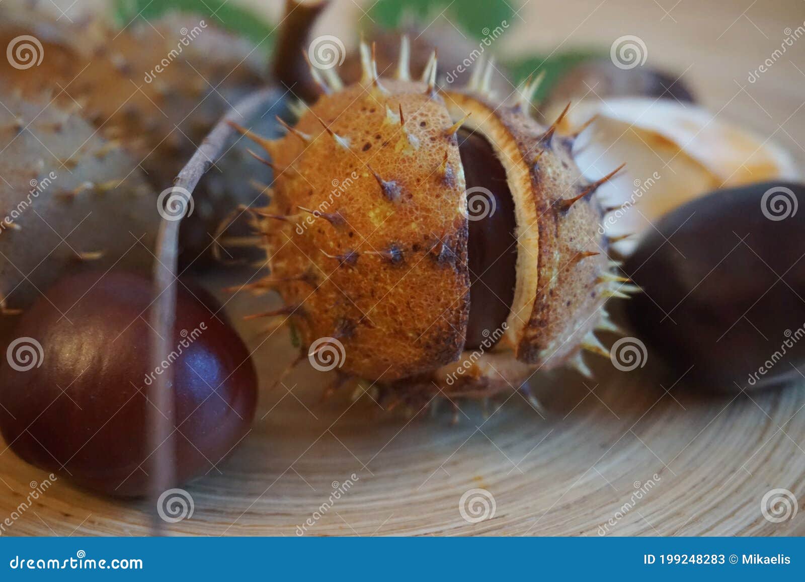 Wild chestnuts stock image. Image of chestnuts, wild - 199248283