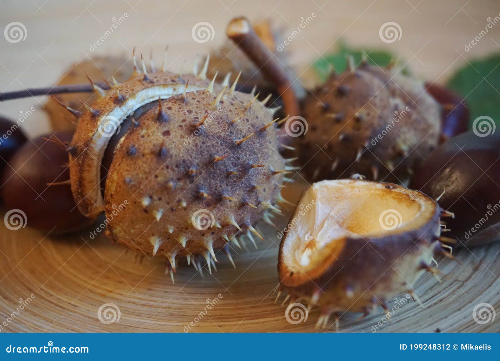 Wild Chestnuts with Spiked Nutshells Stock Photo - Image of group ...