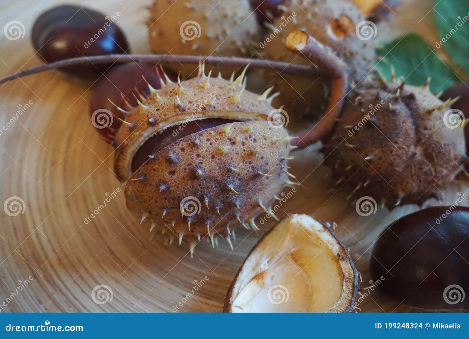 Wild Chestnuts with Spiked Nutshells Stock Photo - Image of spiked ...