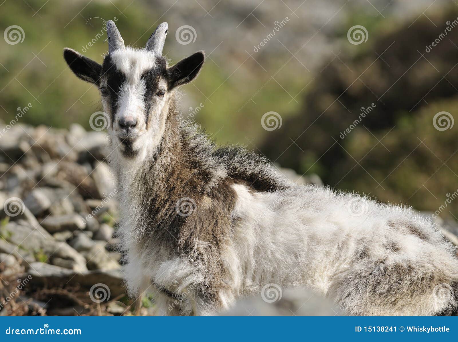 Wild Cheviot Goat stock image. Image of wildlife, rugged - 15138241