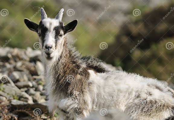 Wild Cheviot Goat stock image. Image of wildlife, rugged - 15138241