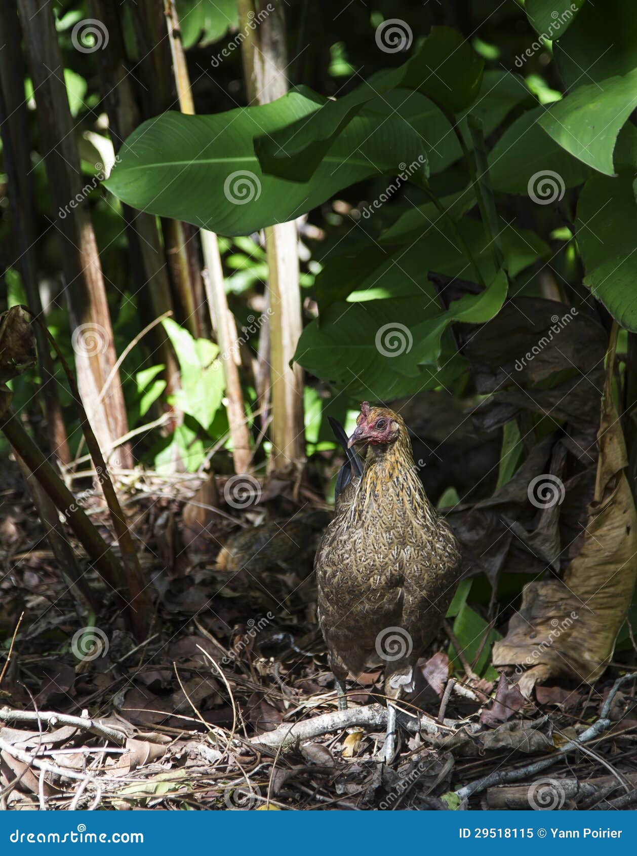 Wild chicken stock image. Image of forage, domestic, coloured - 29518115