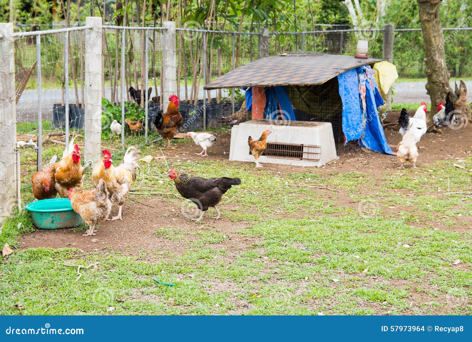 Wild chicken stock photo. Image of market, natural, brown - 57973964