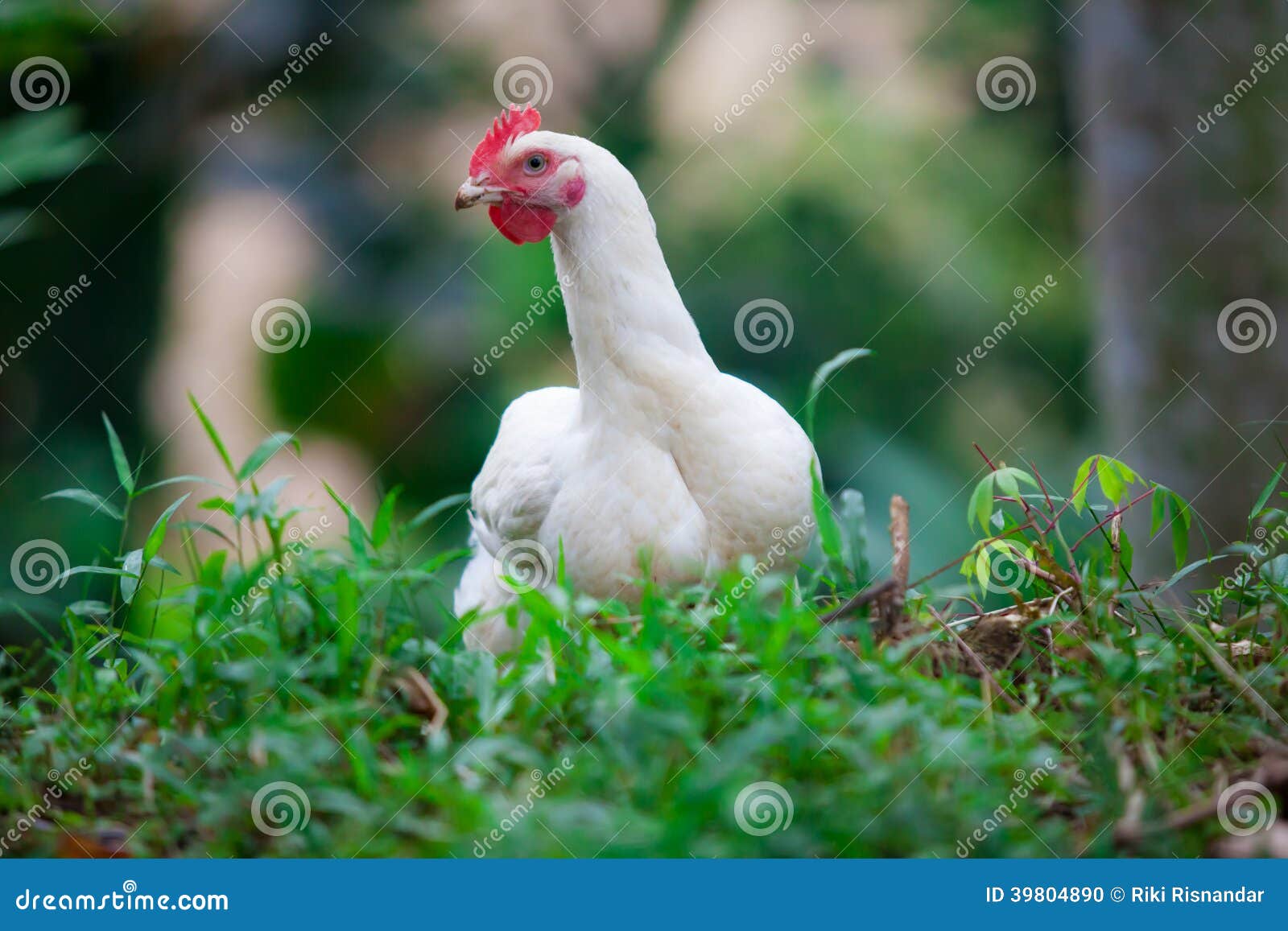 Wild chicken in forest stock photo. Image of animal, nature - 39804890