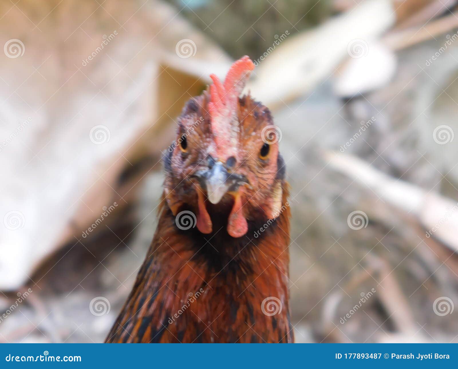Wild Chicken Image in India Stock Image - Image of hungry, background ...