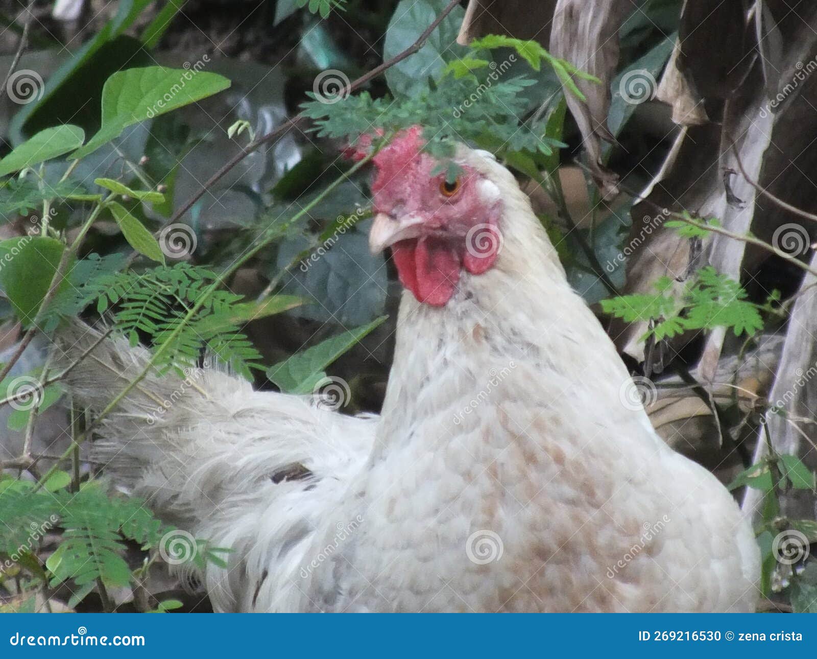 Wild Chicken that Lives in the Forest Stock Photo - Image of wing ...