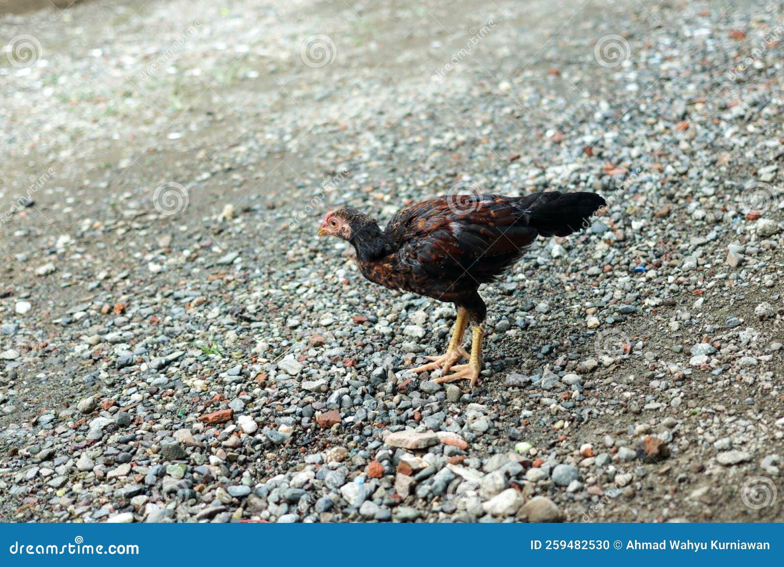 Wild chicken stock photo. Image of domesticus, nature - 259482530