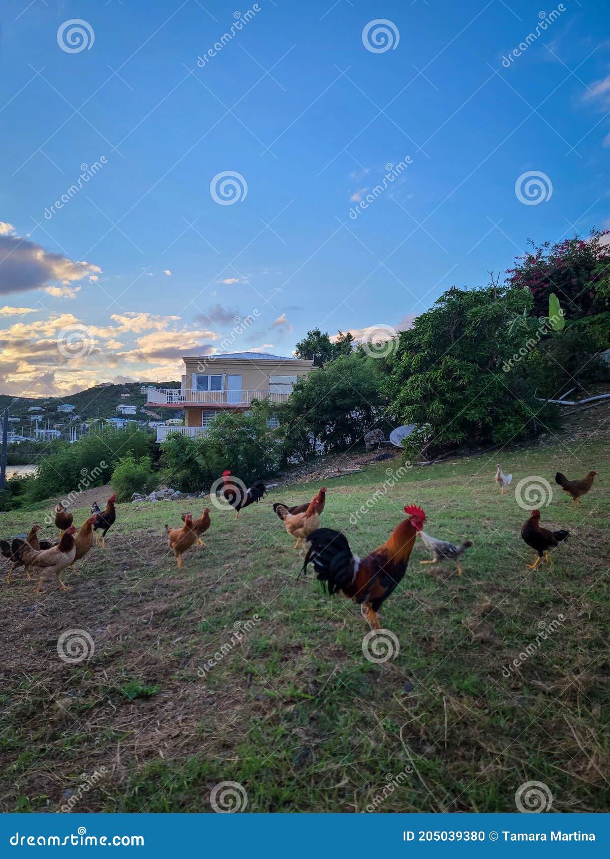 Wild chickens on hill stock photo. Image of chickens - 205039380