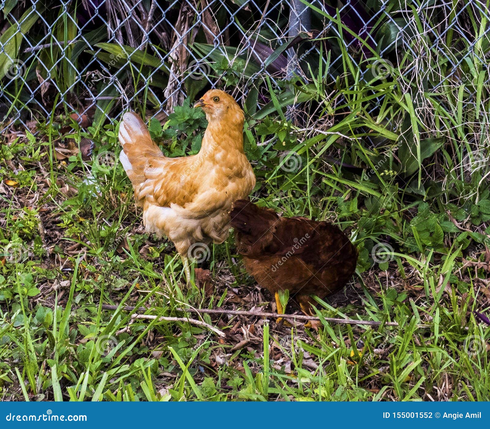 Wild Chickens Running on a Yard Stock Photo - Image of island ...