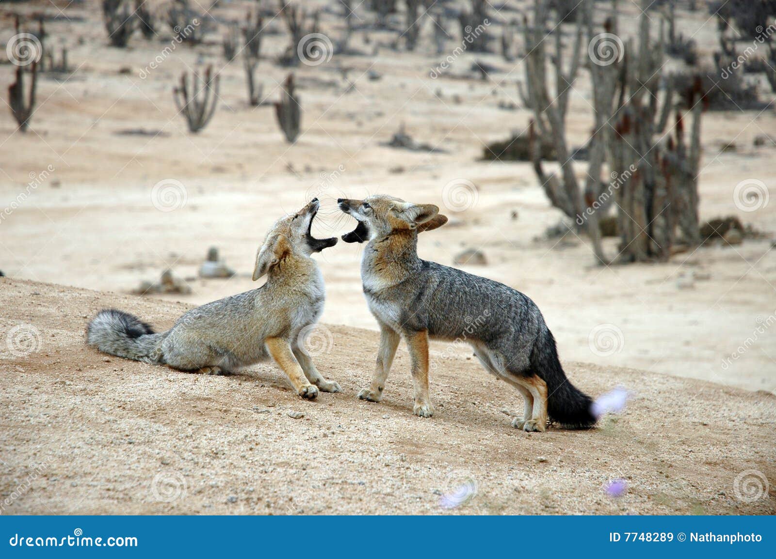 32,264 Desert Face Photos - Free & Royalty-Free Stock Photos from ...