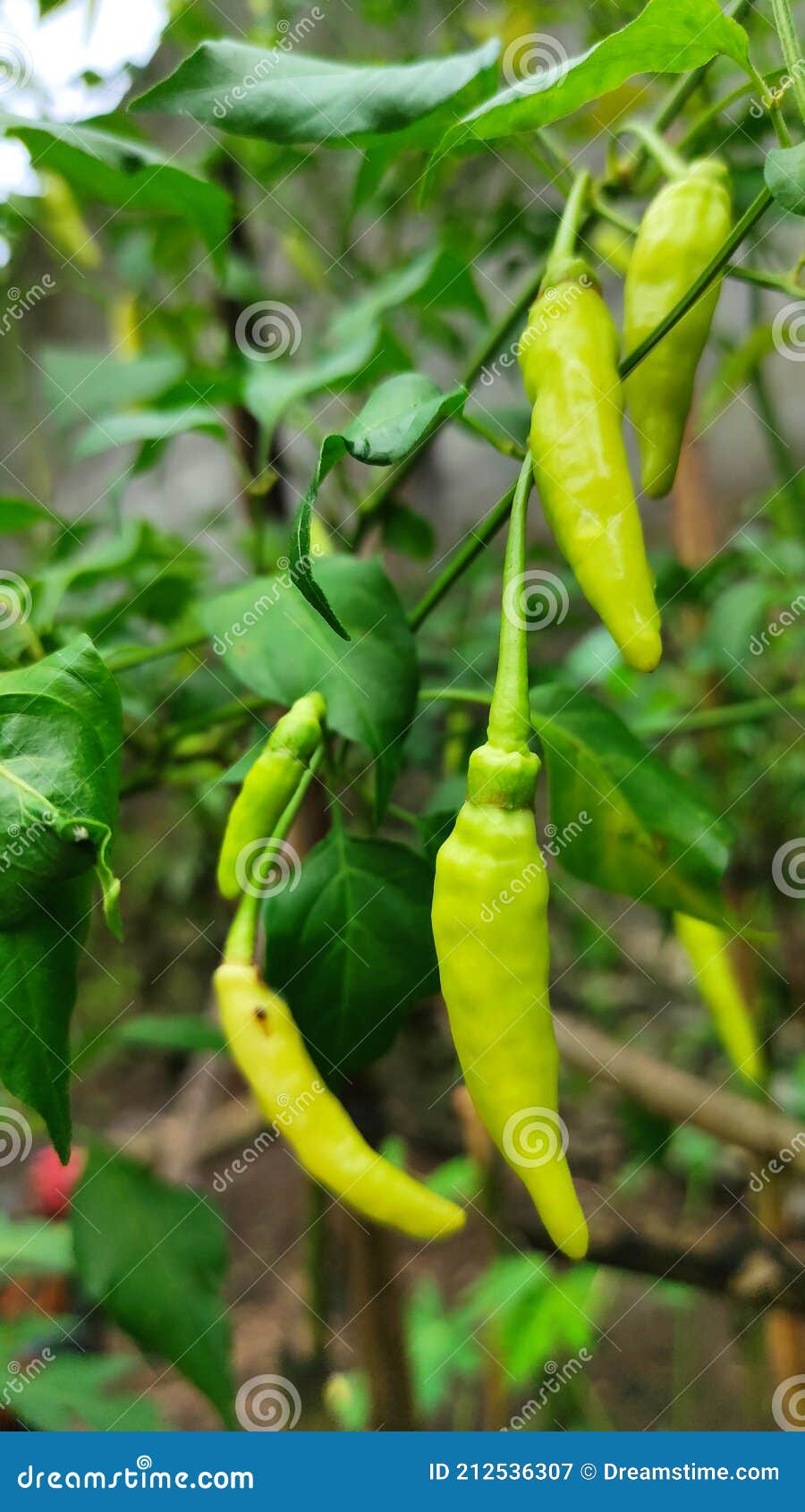 Wild Chilli in the Backyard Looks so Yummy Stock Image - Image of wild ...