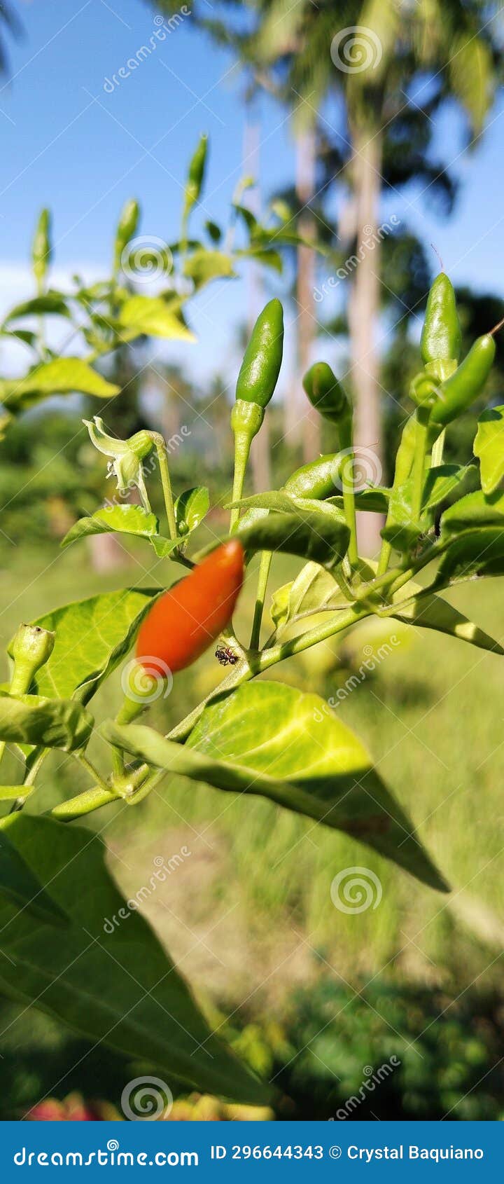 Wild Chilli, these are Small Kind of Chilli. Stock Image - Image of ...