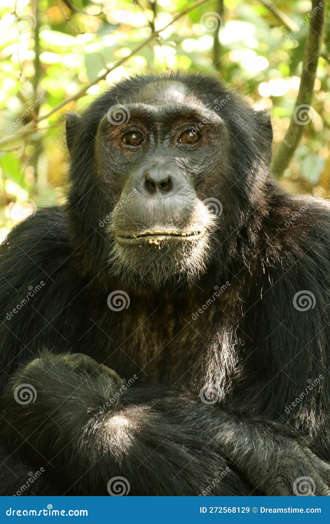 Wild Chimp Portrait stock image. Image of mammal, staring - 272568129
