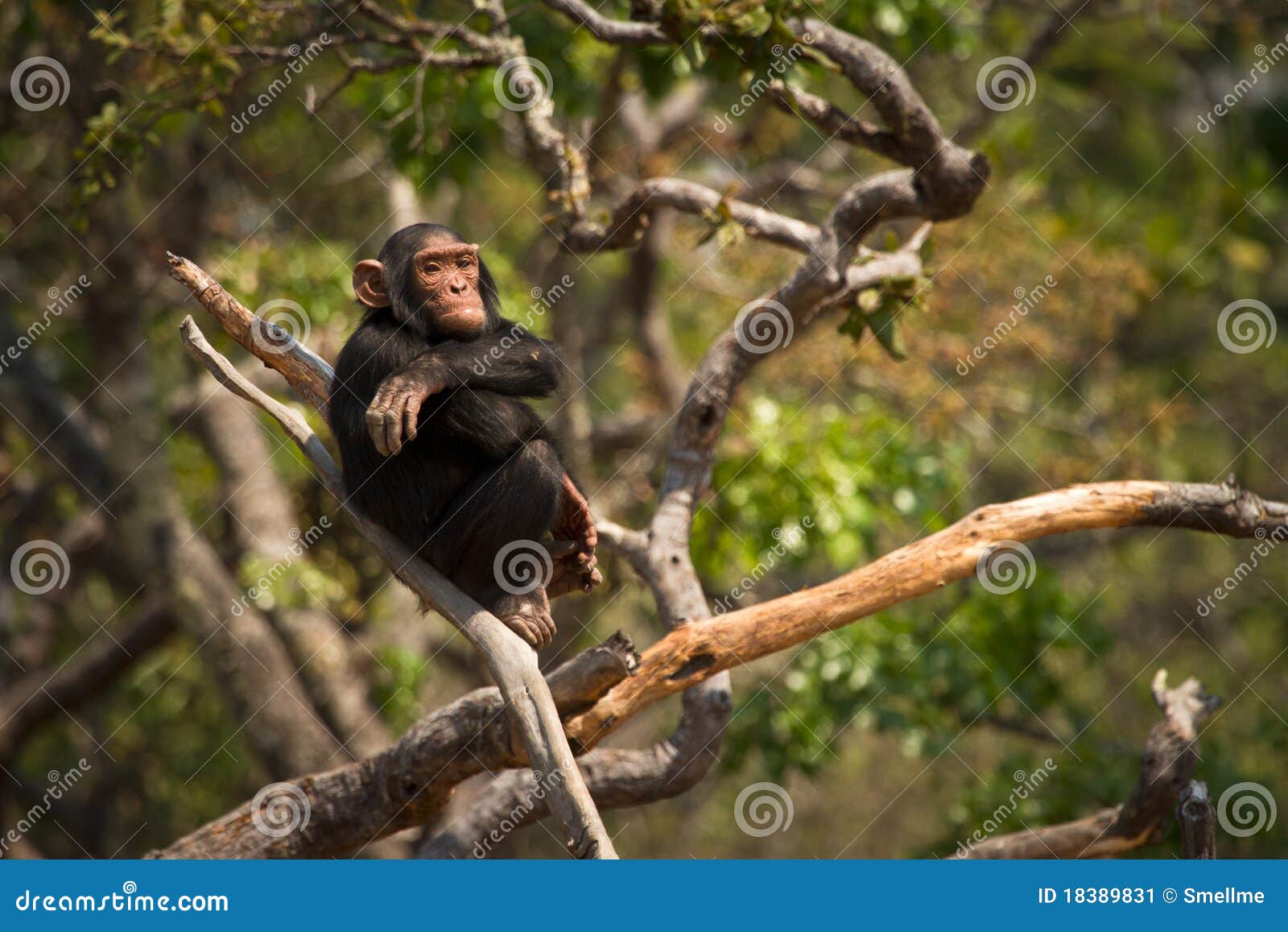 Wild chimpanzee stock image. Image of baby, wildlife - 18389831