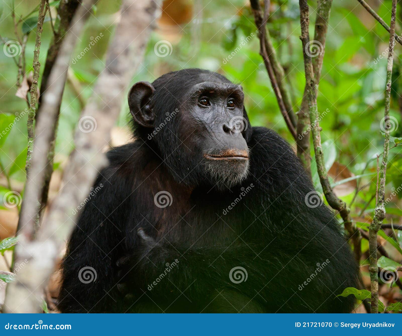 Wild Chimpanzee portrait stock photo. Image of head, creature - 21721070
