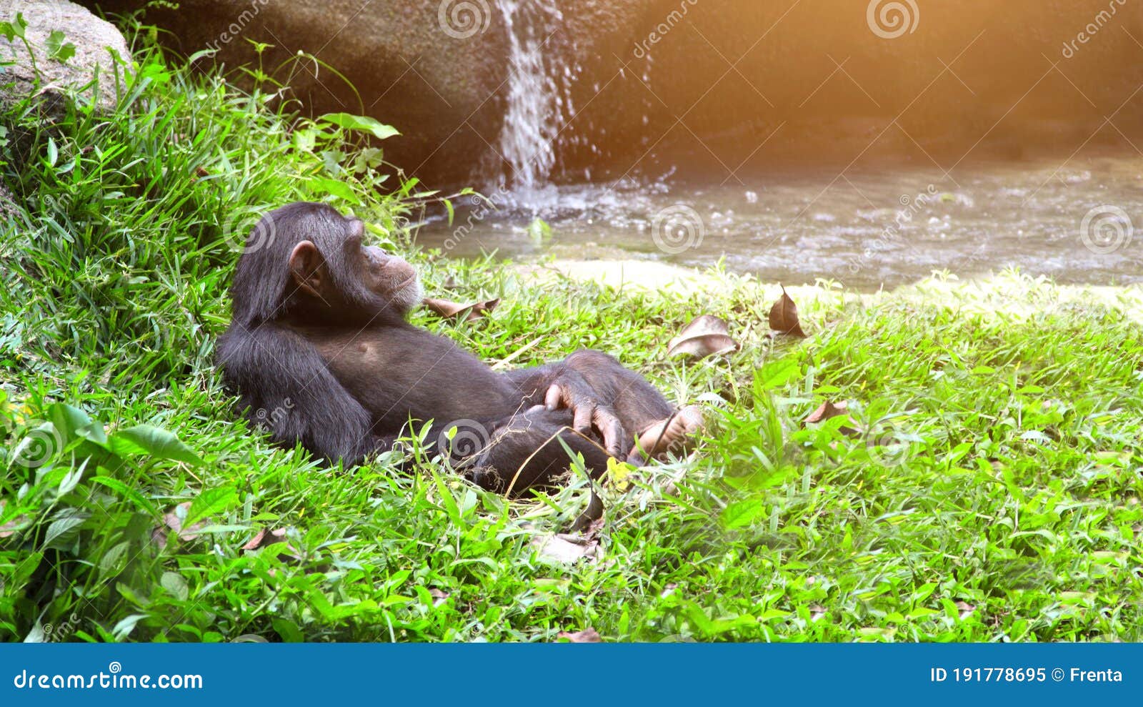 Wild Chimpanzee is Resting Lying in the Grass Stock Image - Image of ...