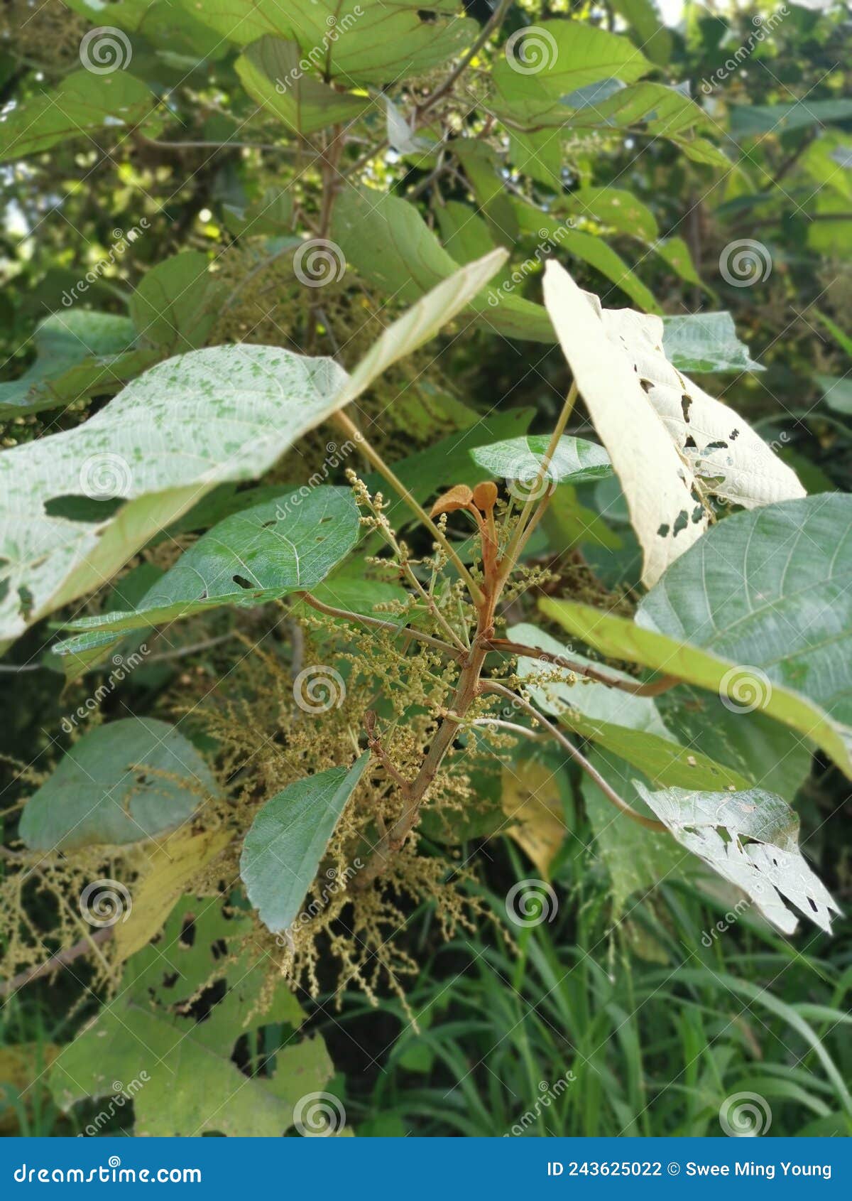 Wild Chinese Parasol Tree with Tiny Flora Stock Photo - Image of ...
