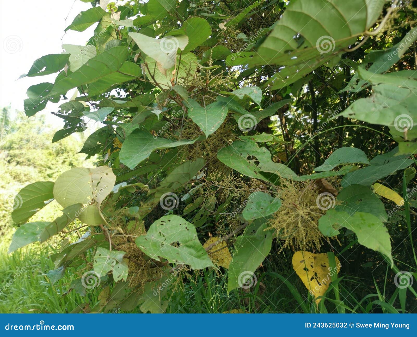 Parasol Tree Leaves With Bench Stock Photo | CartoonDealer.com #35382948