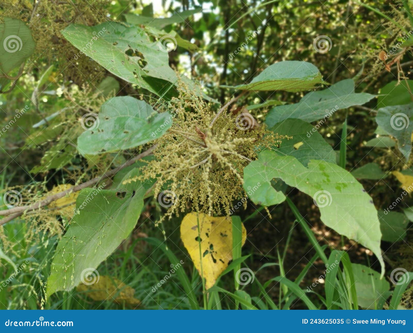 Wild Chinese Parasol Tree with Tiny Flora Stock Image - Image of ...