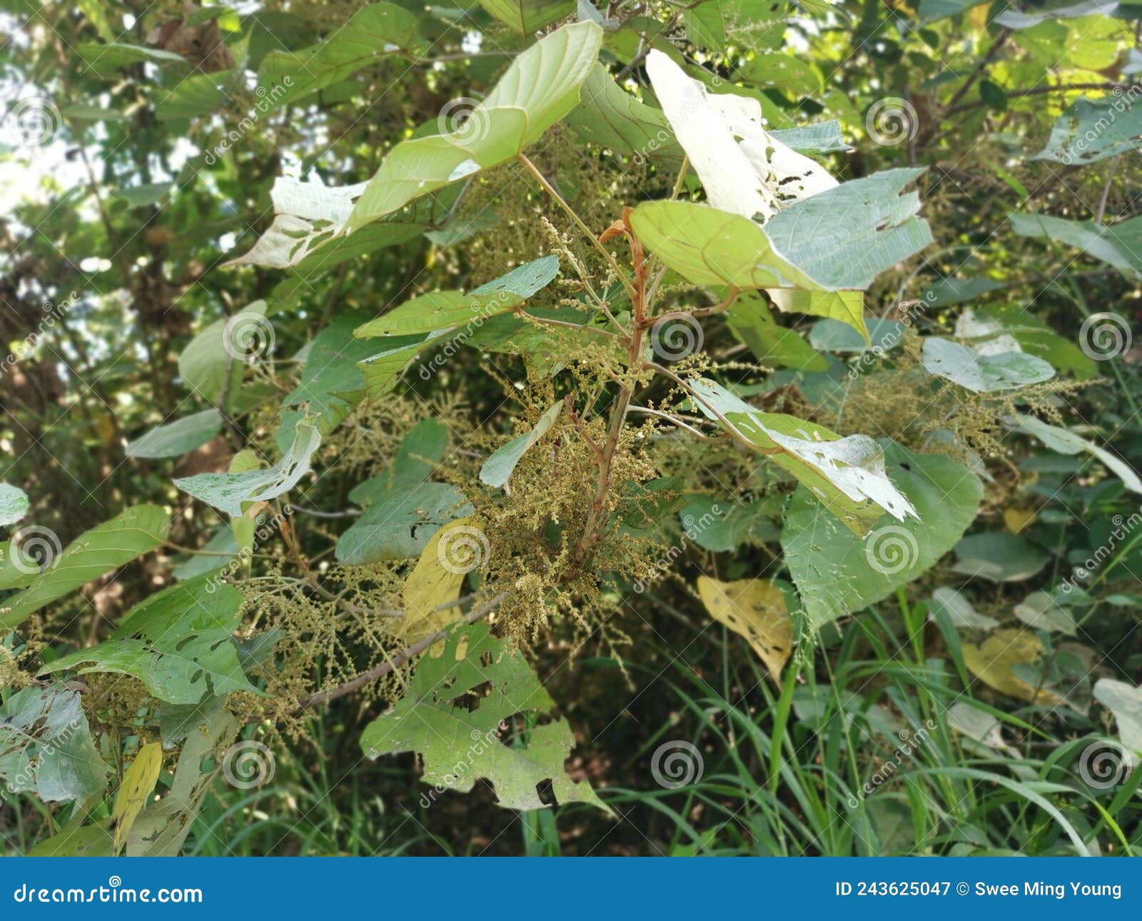 Wild Chinese Parasol Tree with Tiny Flora Stock Image - Image of blue ...