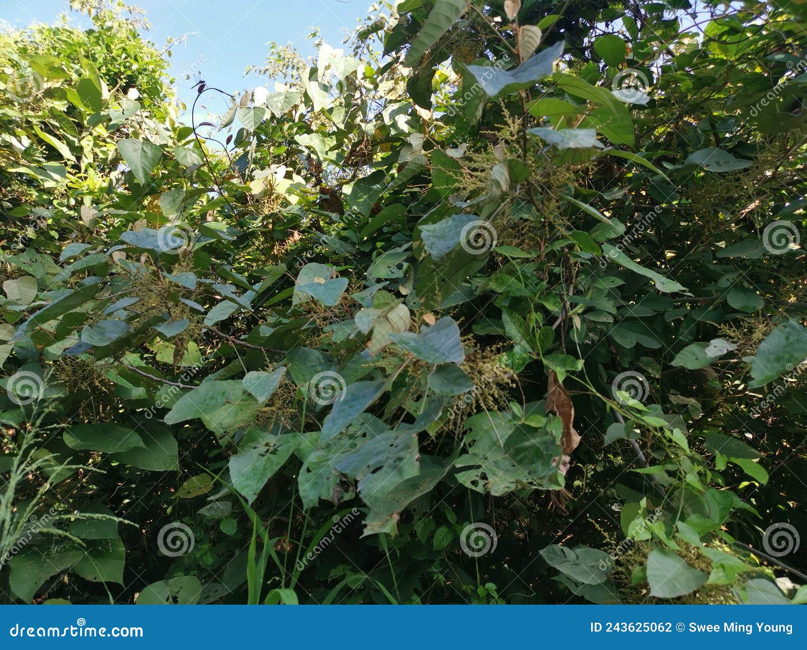 Wild Chinese Parasol Tree with Tiny Flora Stock Photo - Image of ...